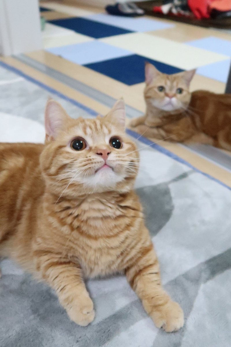 3にゃんず (@aki_mugi_haruku) | Twitter