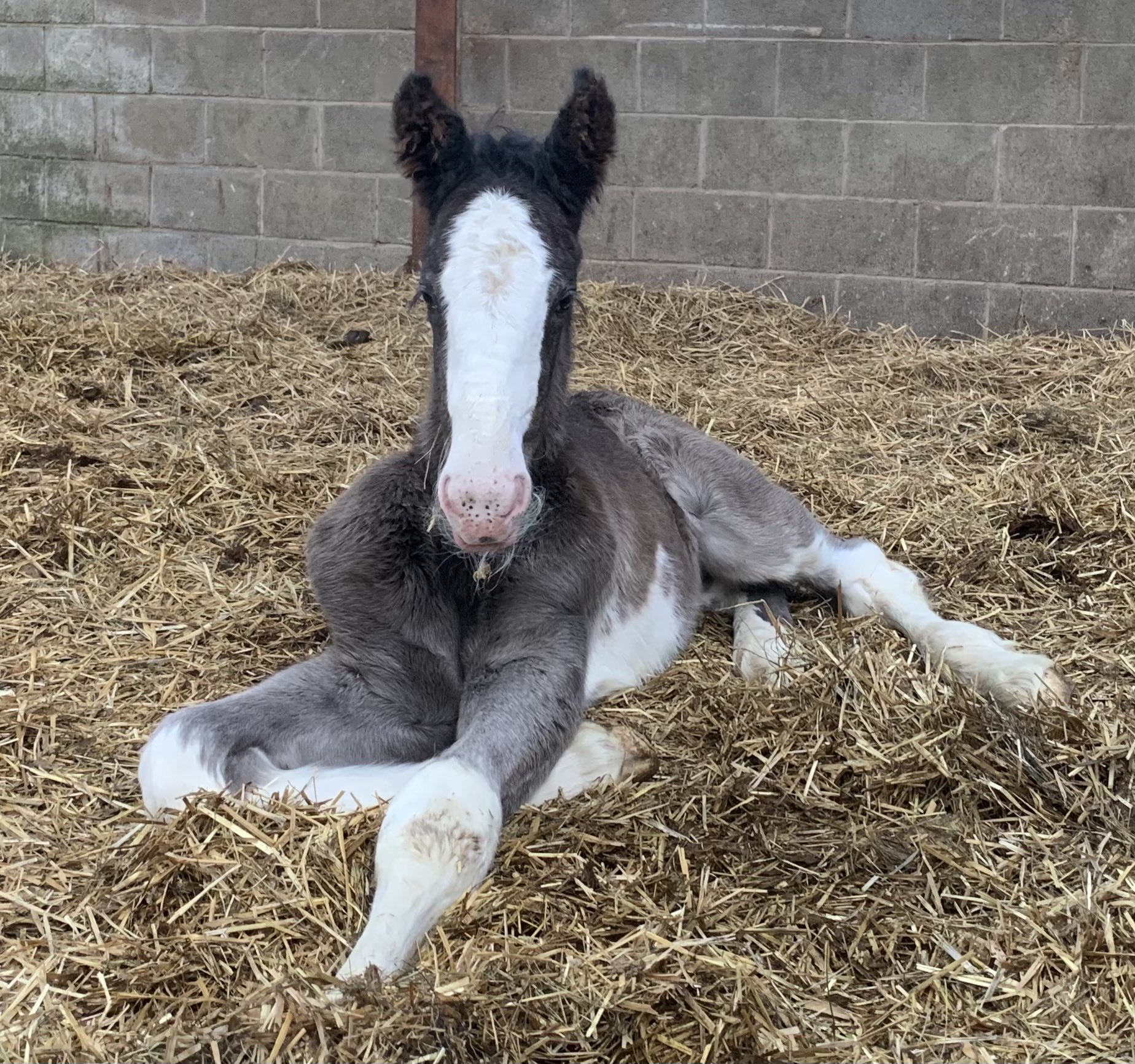 Shire Horse Foal
