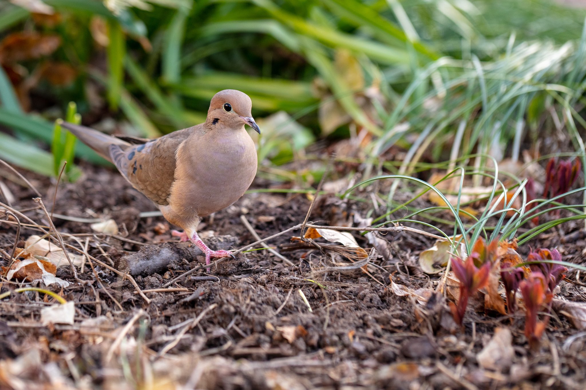 Mourning Dove Nest On Ground