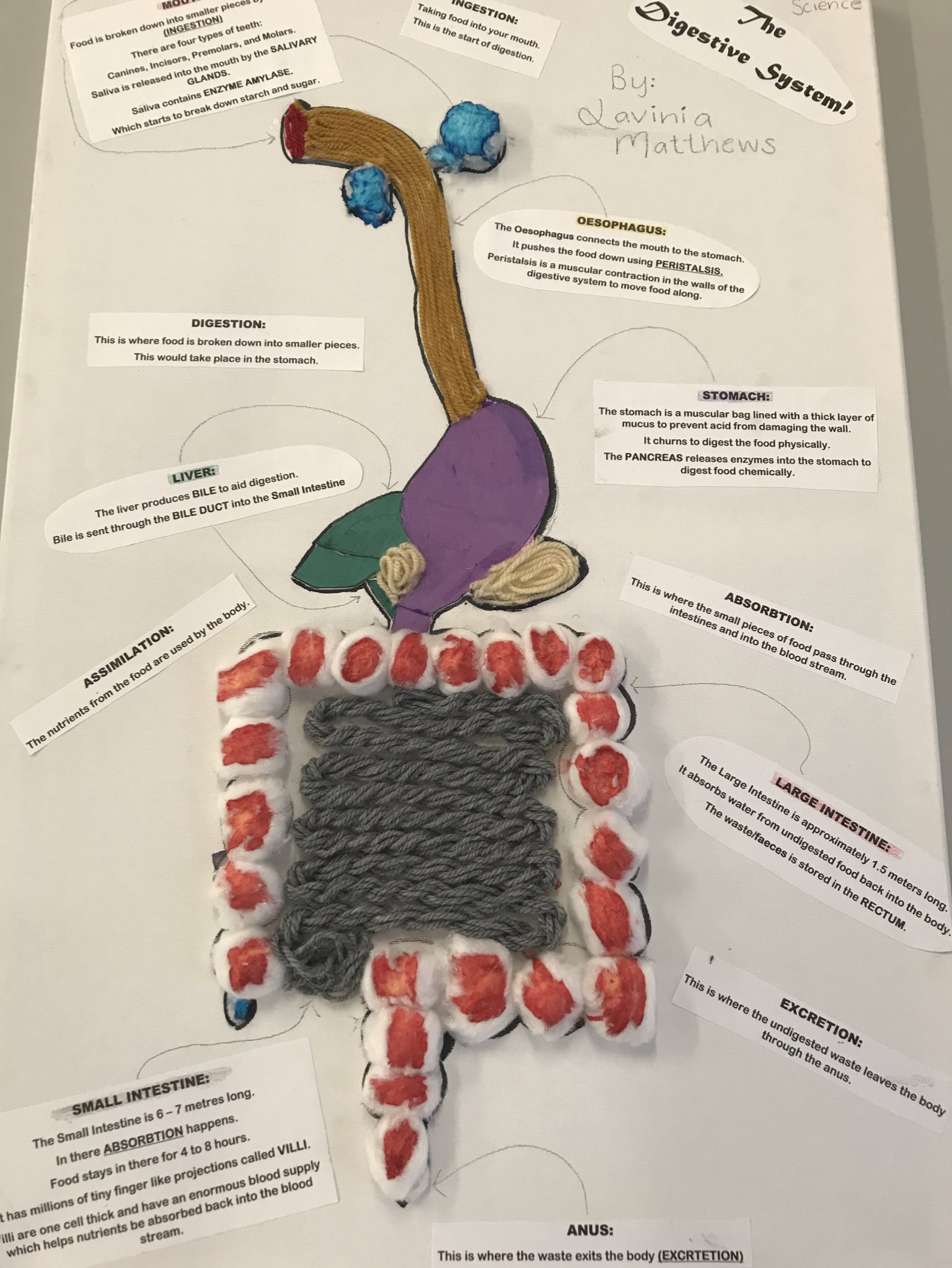 Digestive System 3d Model Ideas