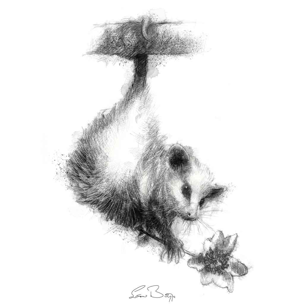 Opossum Drawing