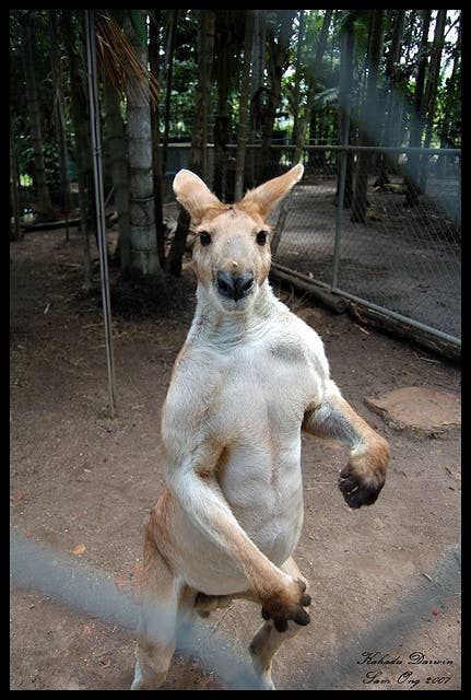 Super Buff Kangaroo