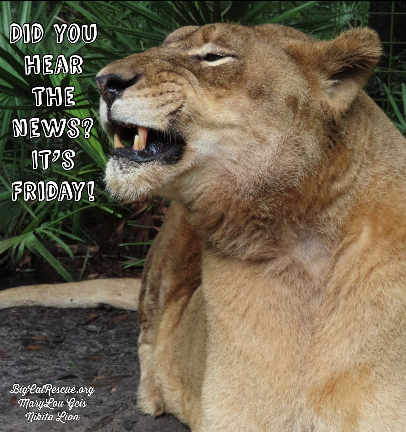 Lioness Roaring At Lion Meme Lions Roaring For Food GIF | GIFDB.com