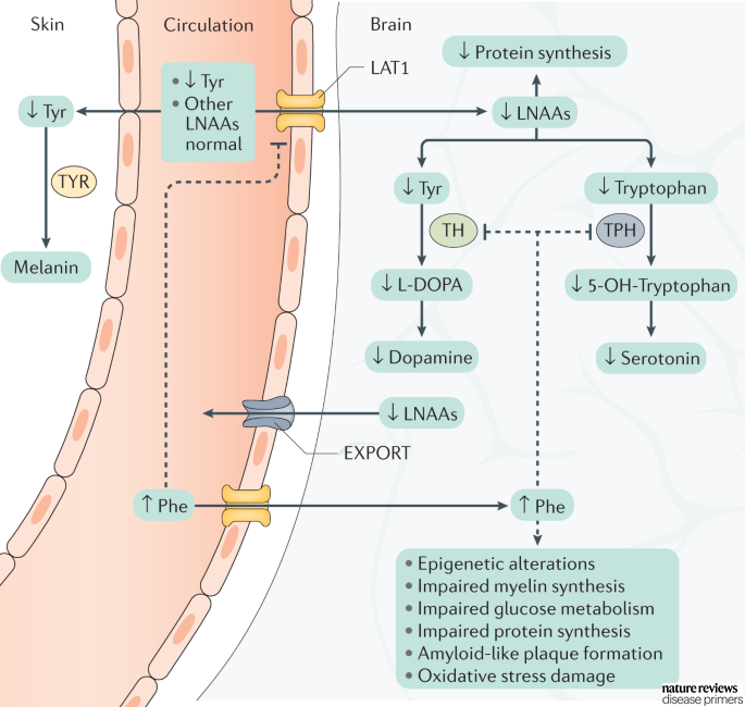 Phenylalanine Hydroxylase Pathway
