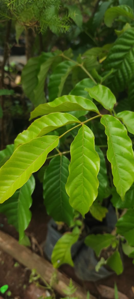 Lanzones Leaves