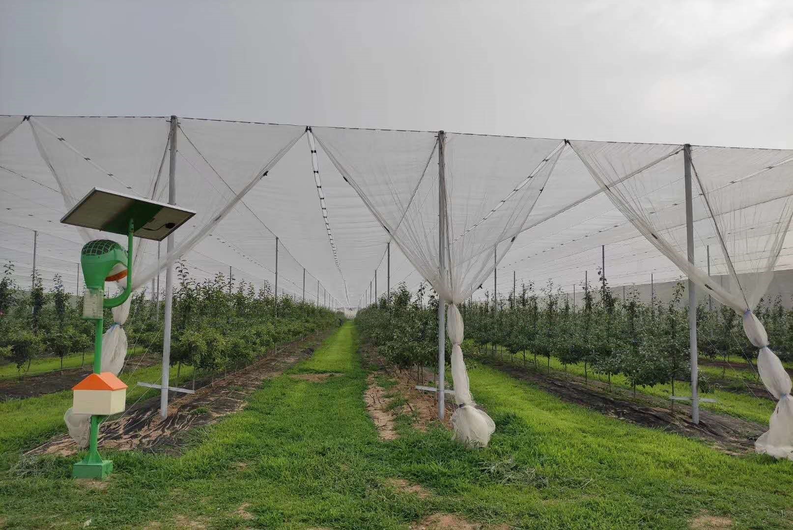 Cherry Orchard Trellis