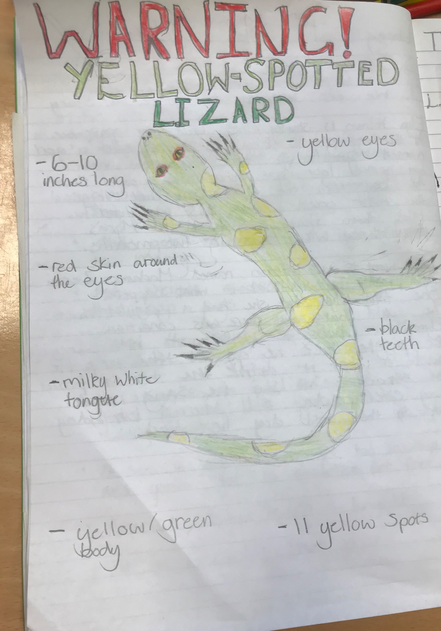 Yellow Spotted Lizard Camp Green Lakes