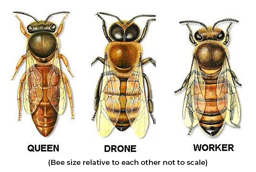 Queen Honey Bee Size