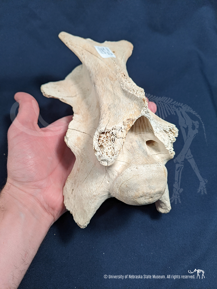 Cow Cervical Vertebrae