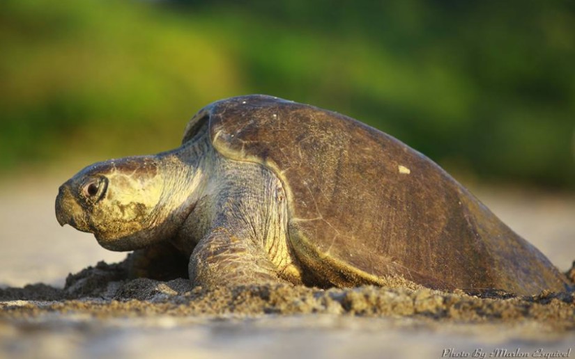 Posible Del Norte discreción tortuga tora Dando frotis microscópico