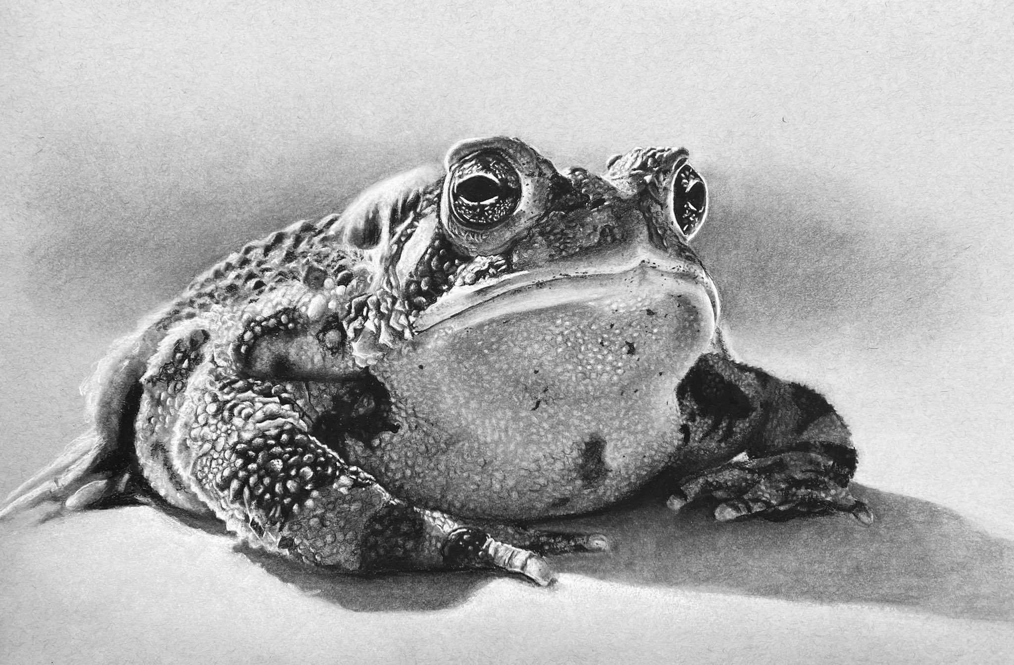 Toad Drawing