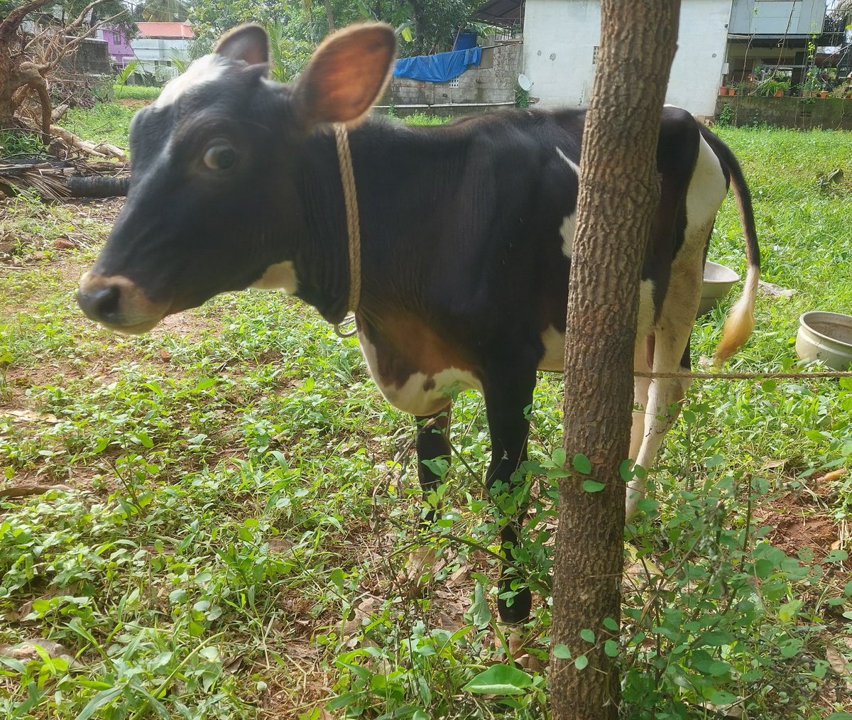 Is the pandemic driving you nuts? Beat this. I bought a cow. A COW!! oH ...