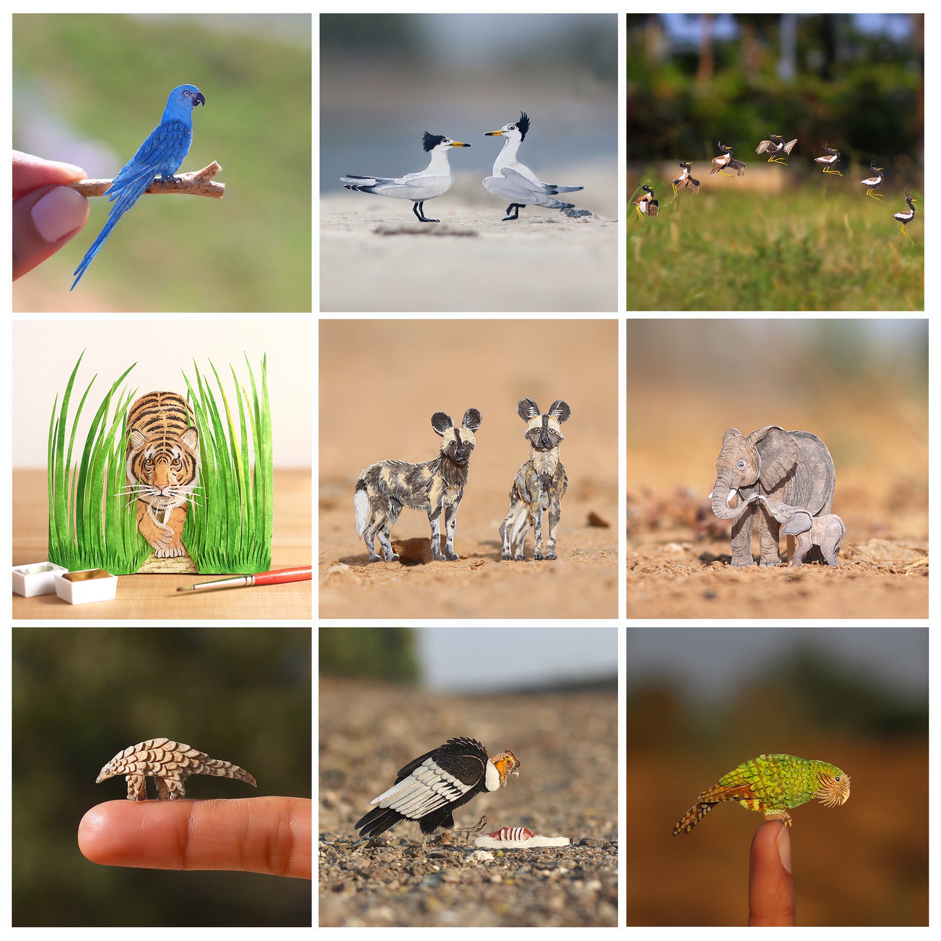 Endangered Animals In Africa Collage