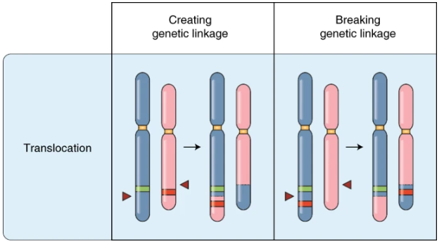 Translocation Biology
