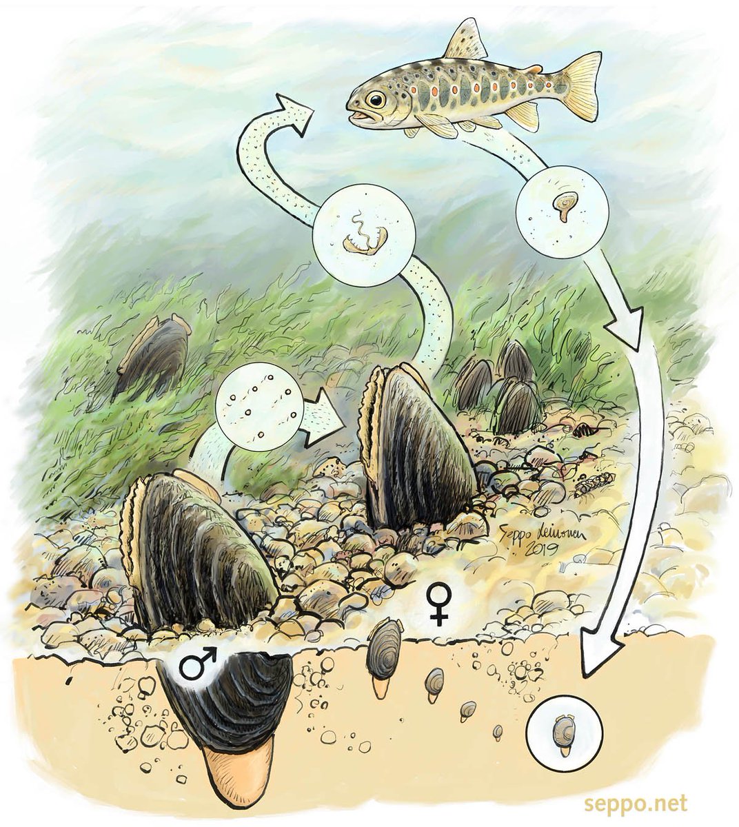 Freshwater Mussel Life Cycle