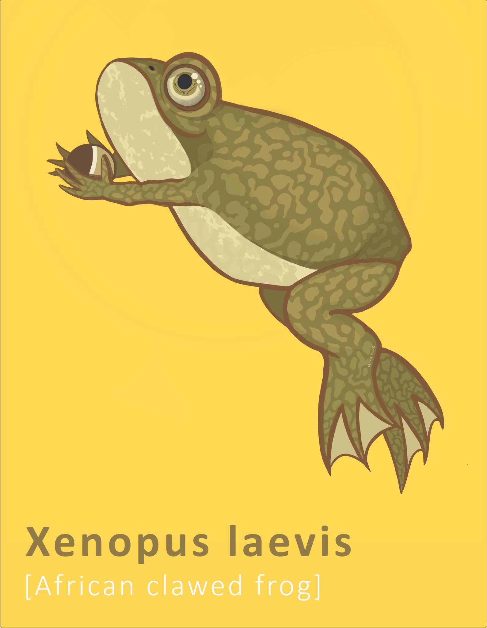 Xenopus Drawing