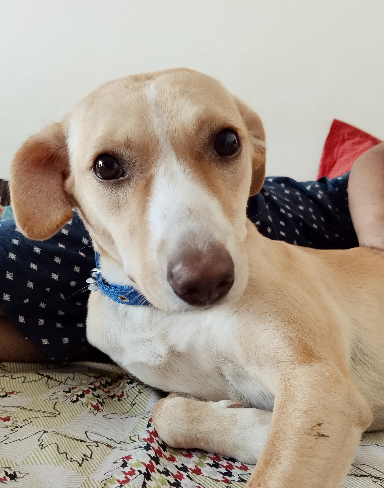 Dachshund Whippet Mix