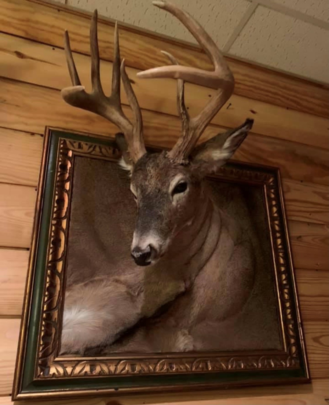 Cool Deer Mounts