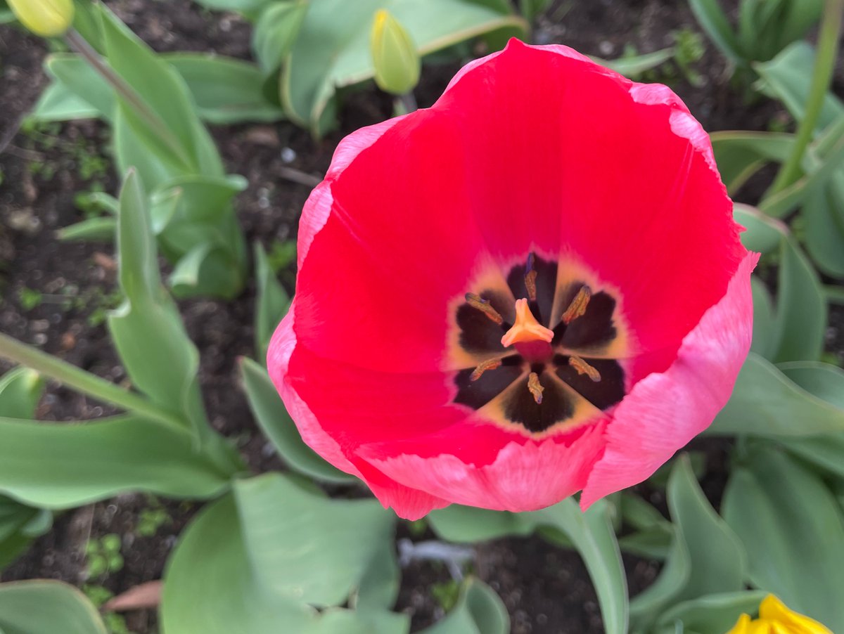 Urban Forester Project Learning Tree Canada