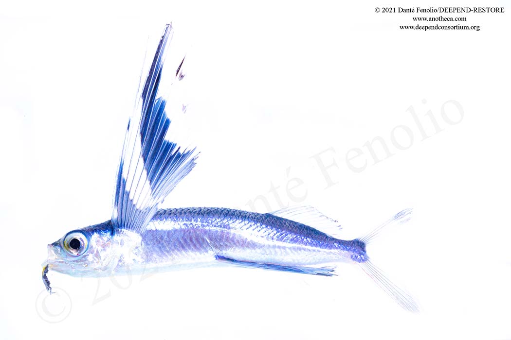 Flying Fish Gulf Of Mexico