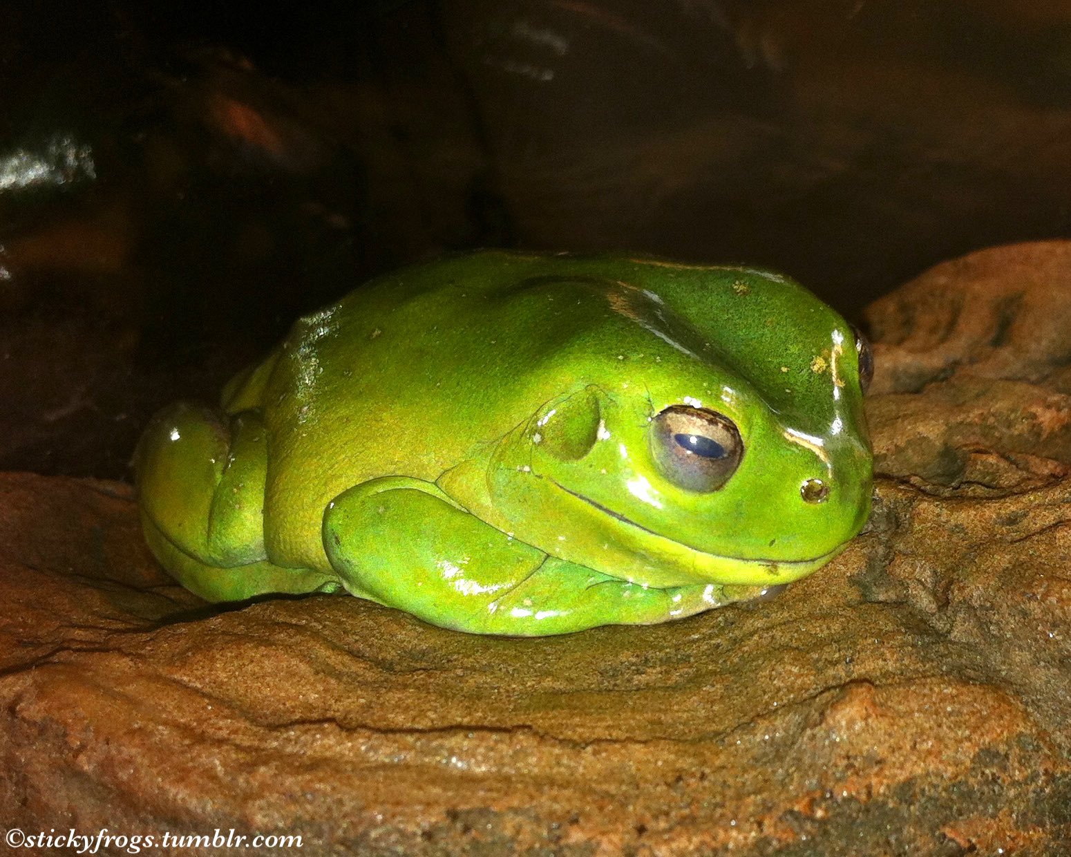 Big Old Frog
