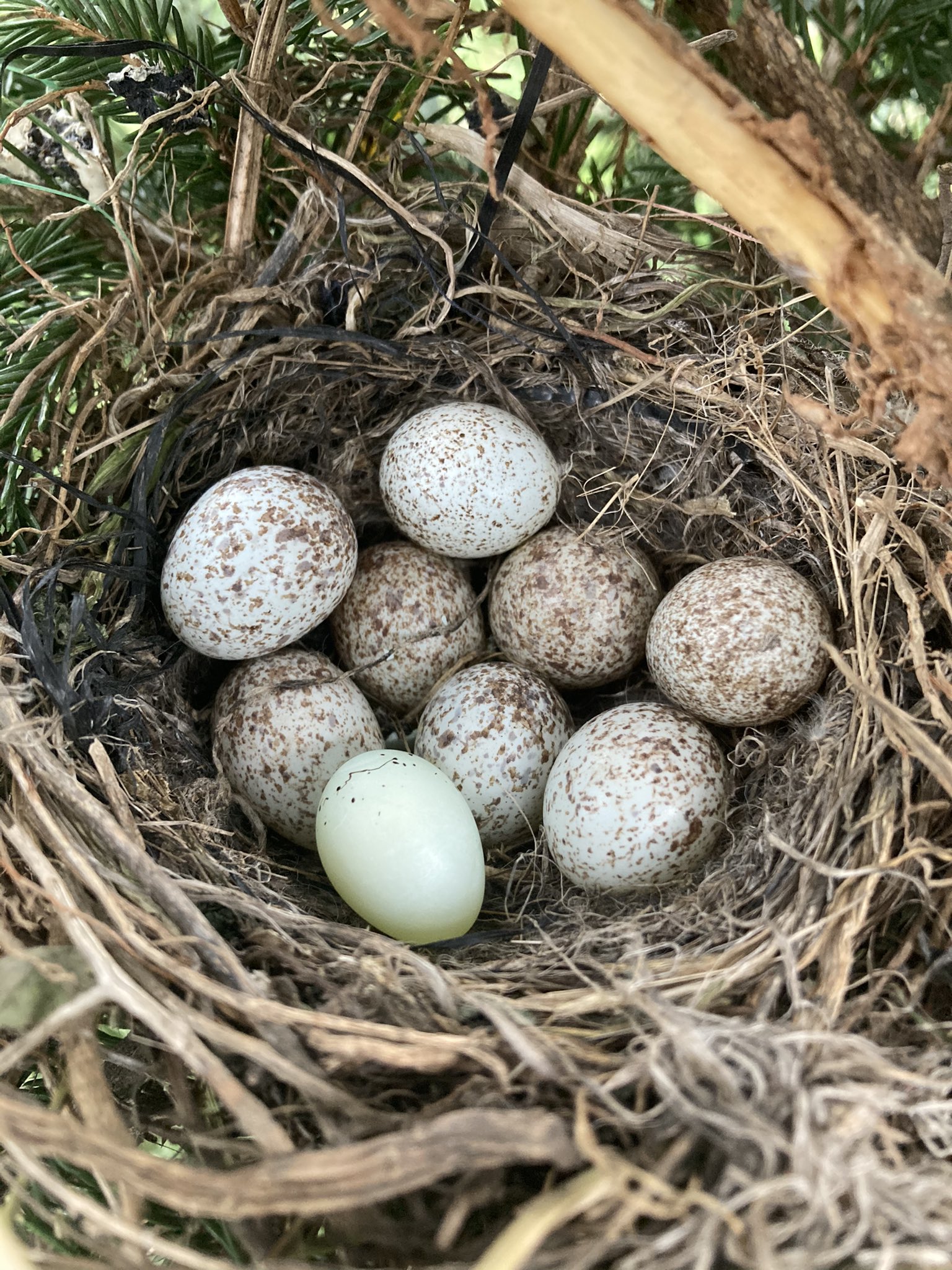 White Finch Bird Nest
