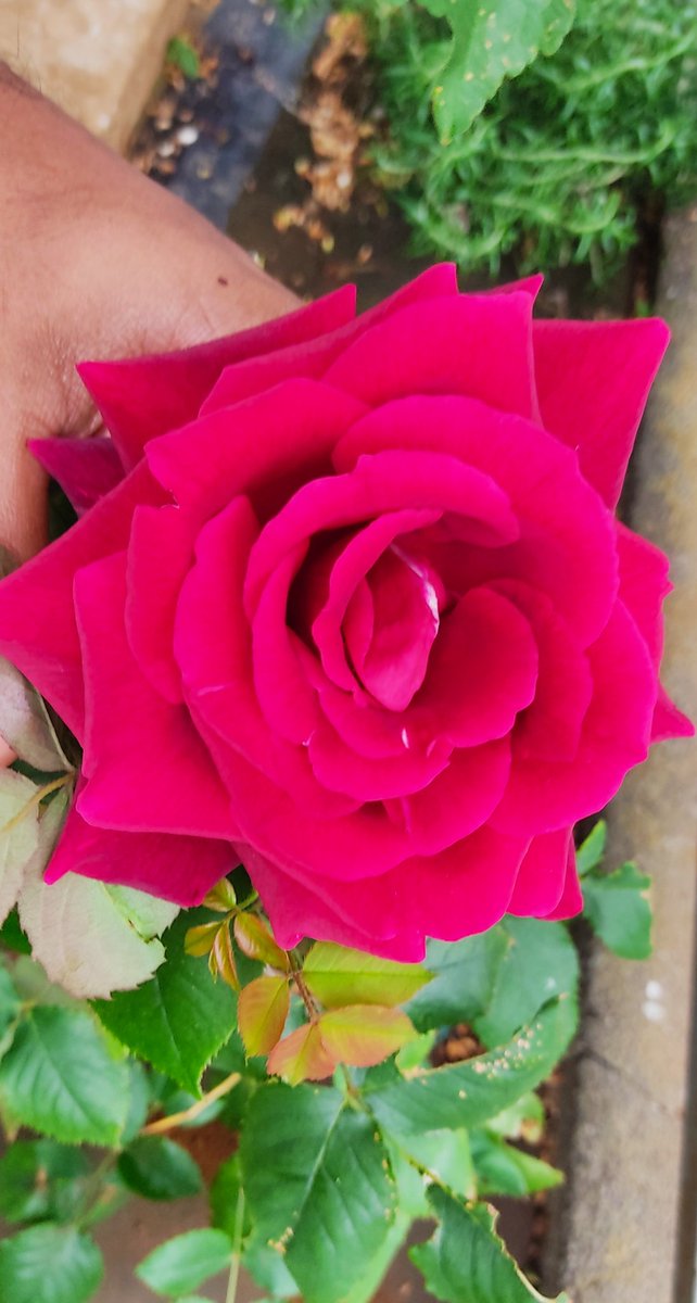 Sujan Sanku サンク･スージャン (@JapandianSankuS) | Twitter