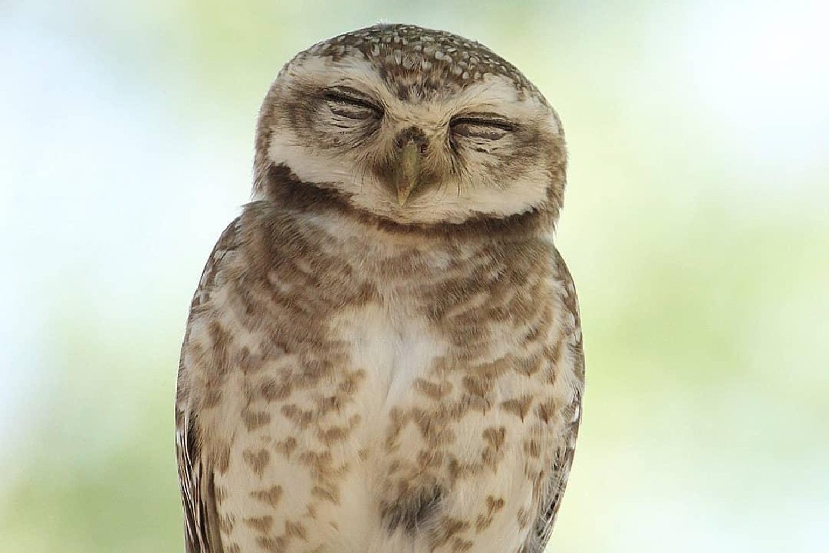 Smallest Owl In The World