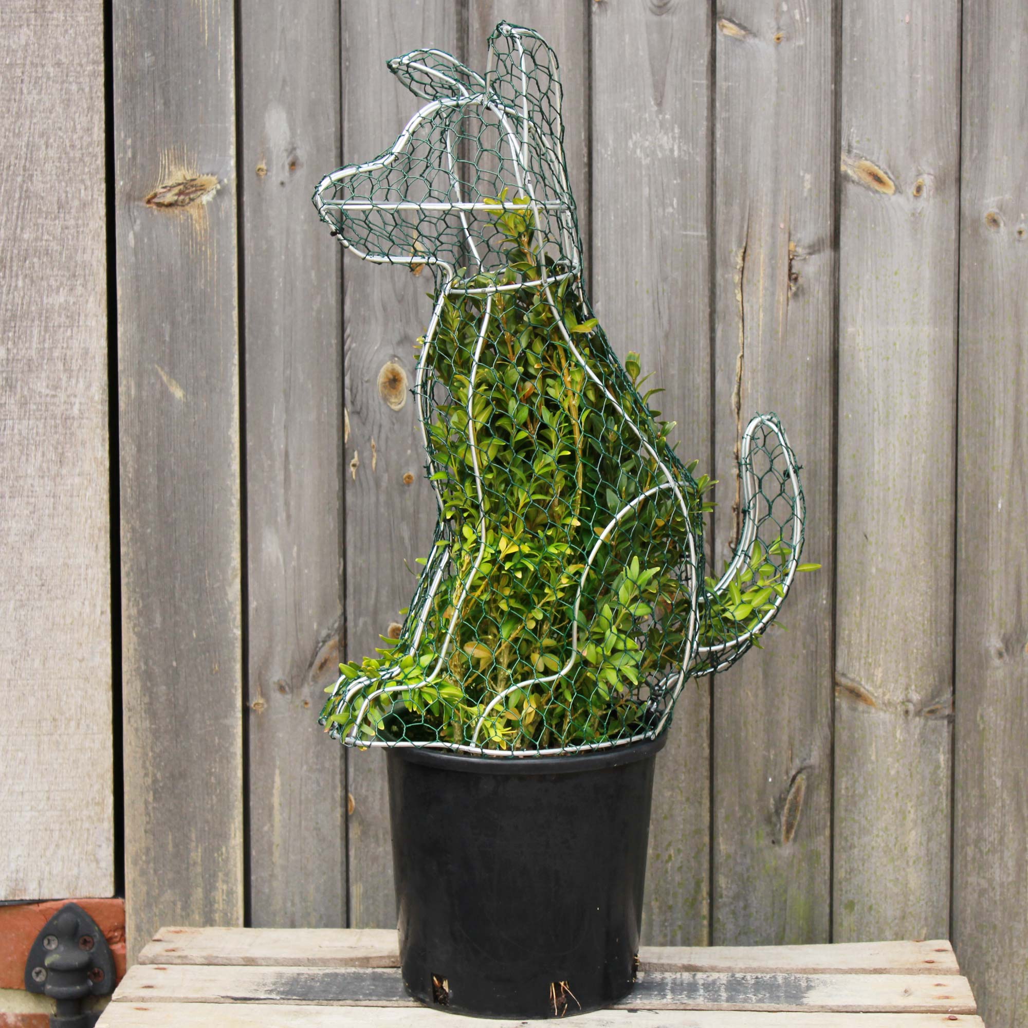 Topiary Animal Forms