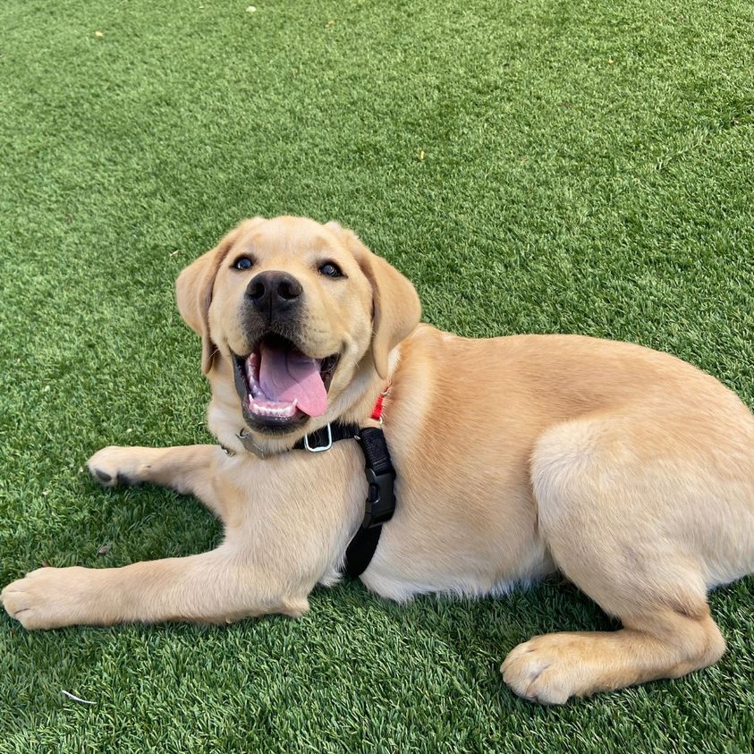 Smiling Lab Puppy