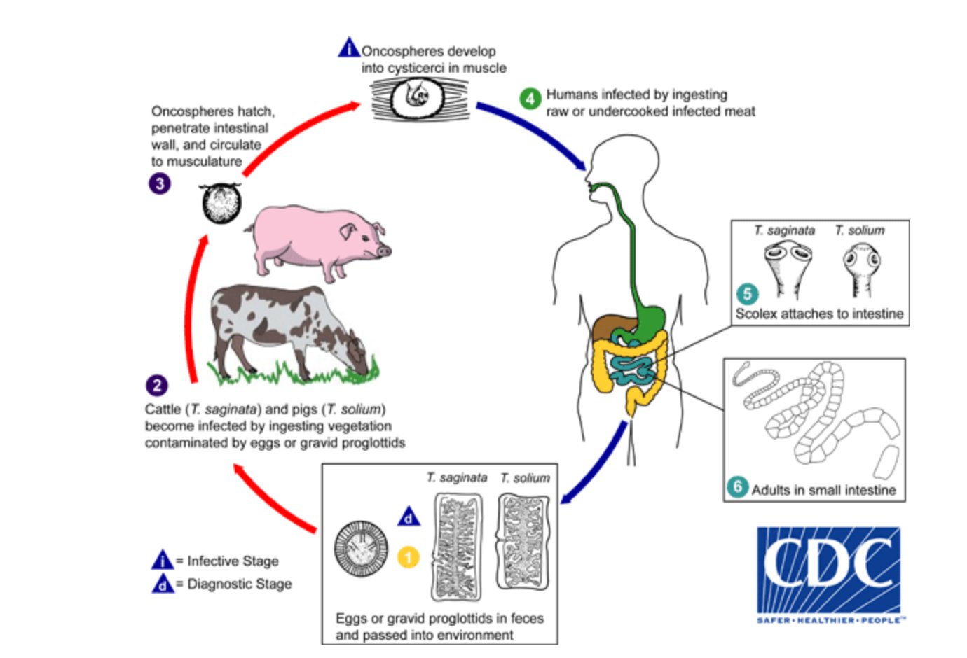 Tapeworm Proglottids Labeled