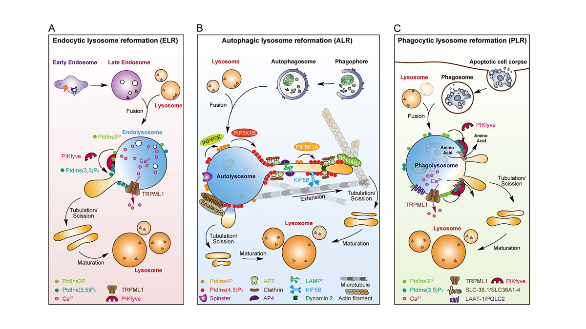 Lysosomen Bio Bits How Does Lysosome Function Impact