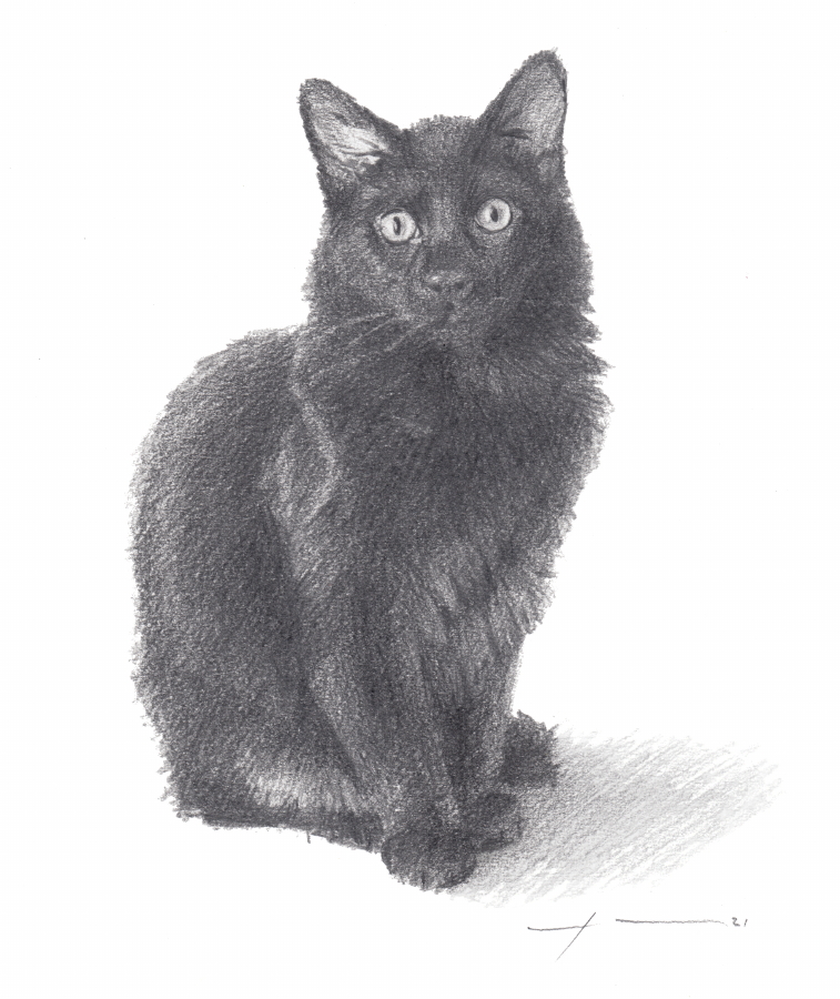 Black Cat Pencil Drawing