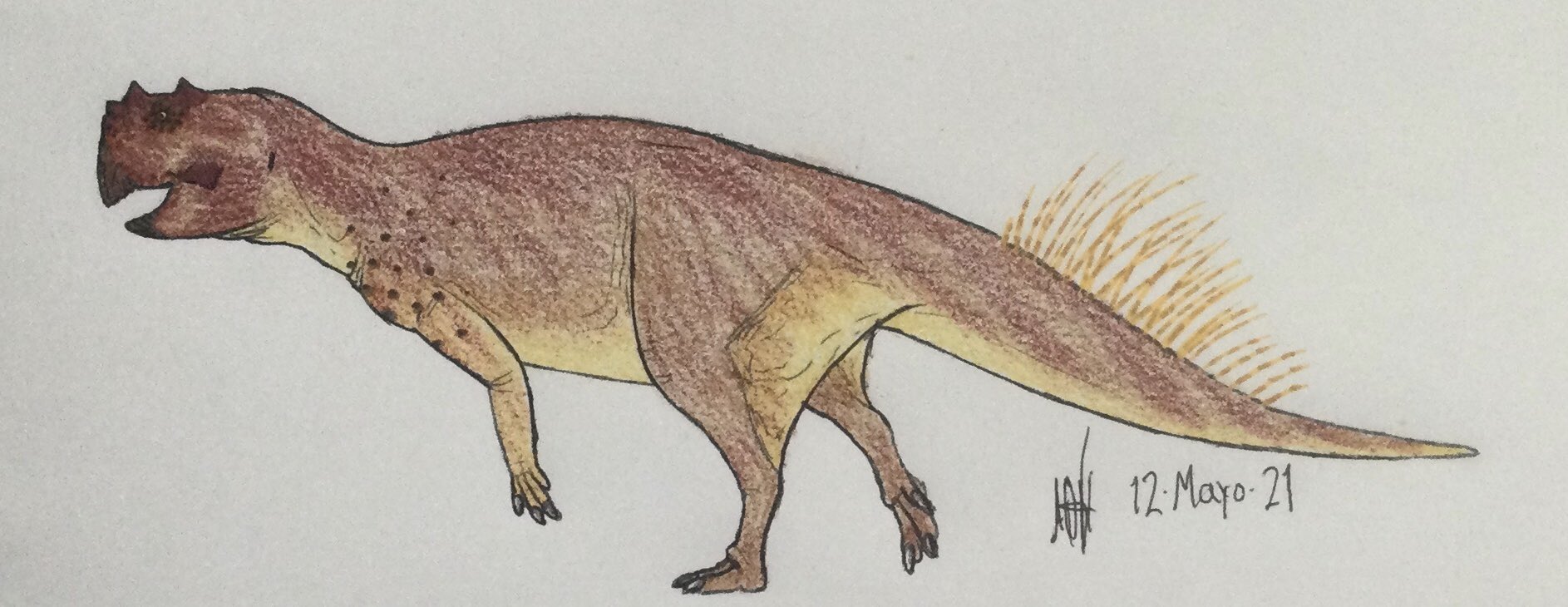 Psittacosaurus Skeleton