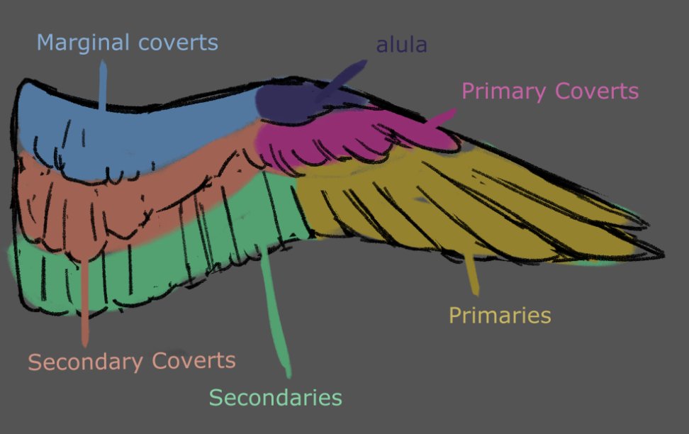 Falcon Wing Anatomy