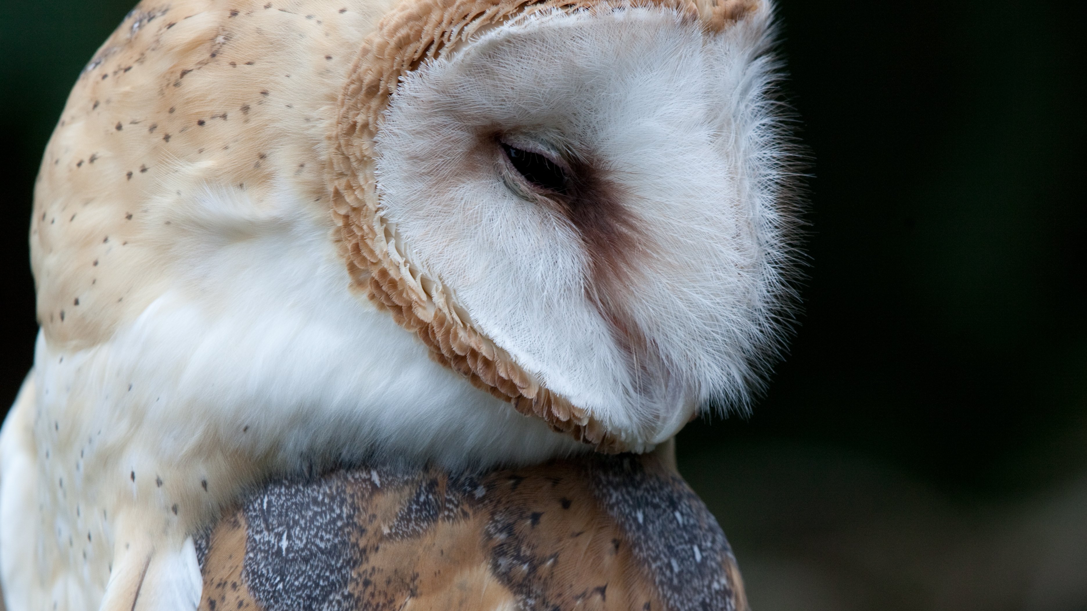 Barn Owl Eyes Close Up