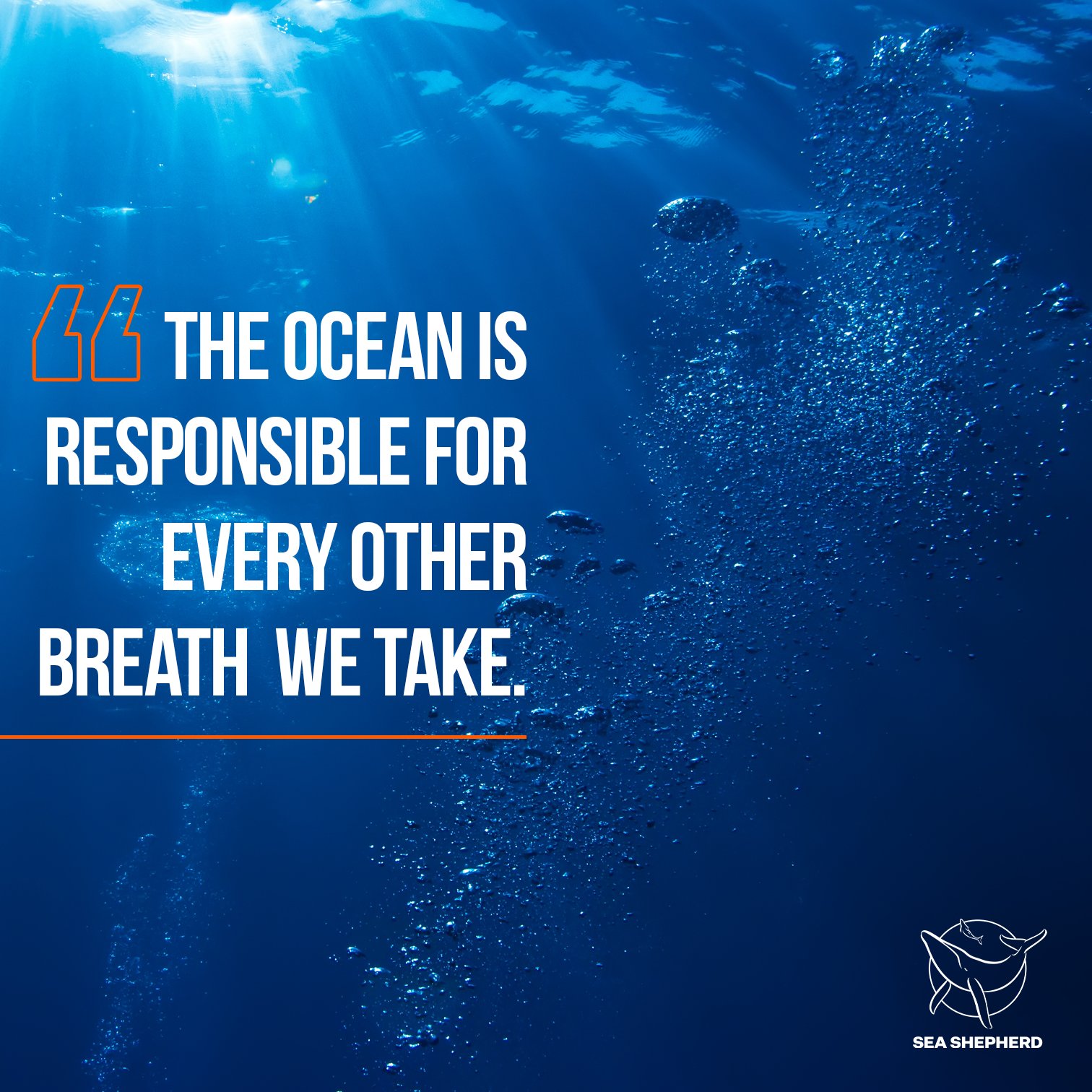 What Do Sea Shepherd Do