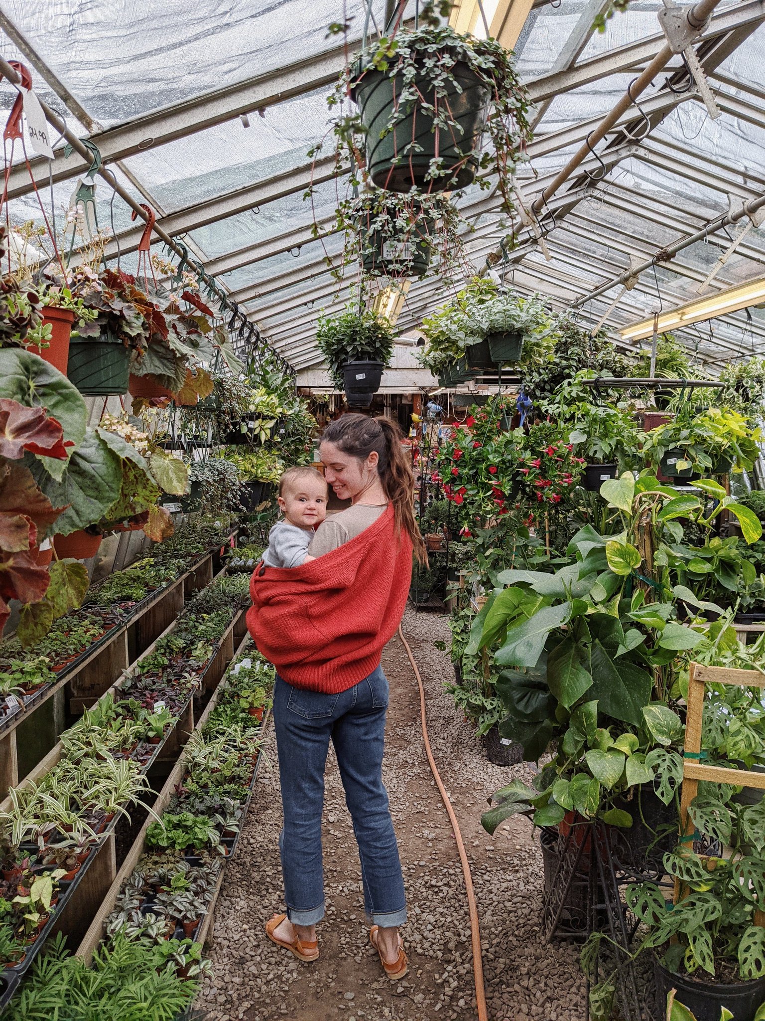 Simon Sarris on Twitter: "This is a greenhouse of just tomato varieties, connected to several ...