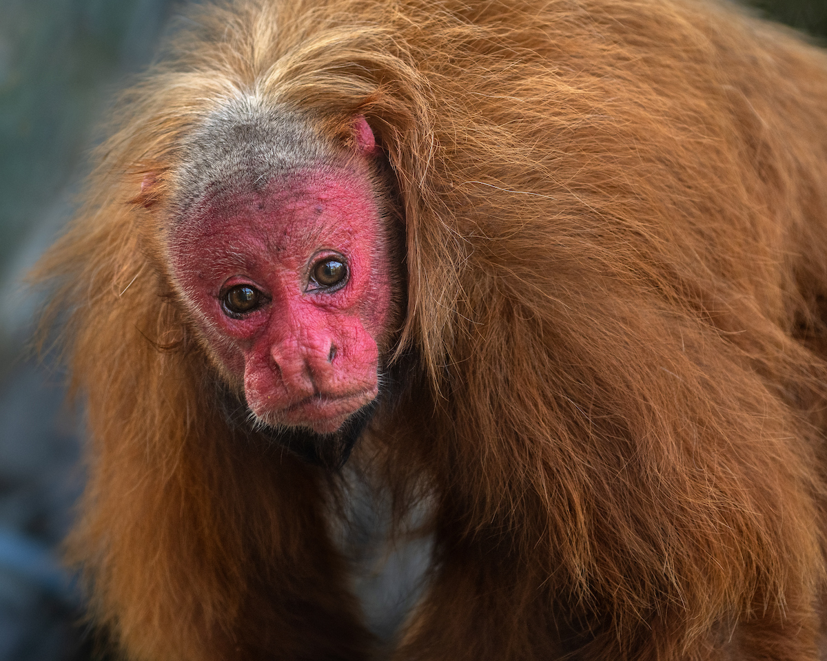 Uakari