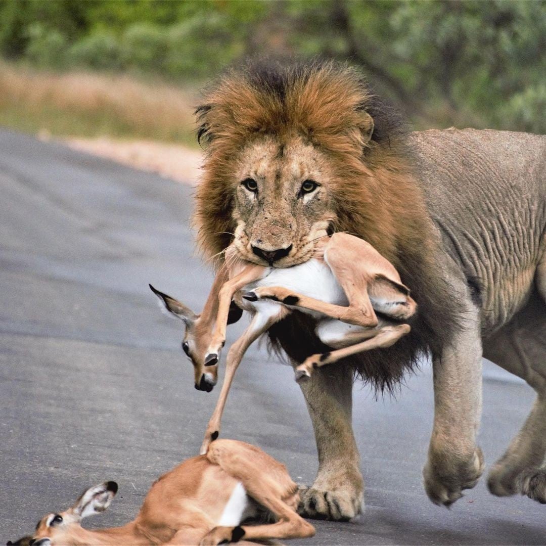 Male Lion Pouncing On Prey