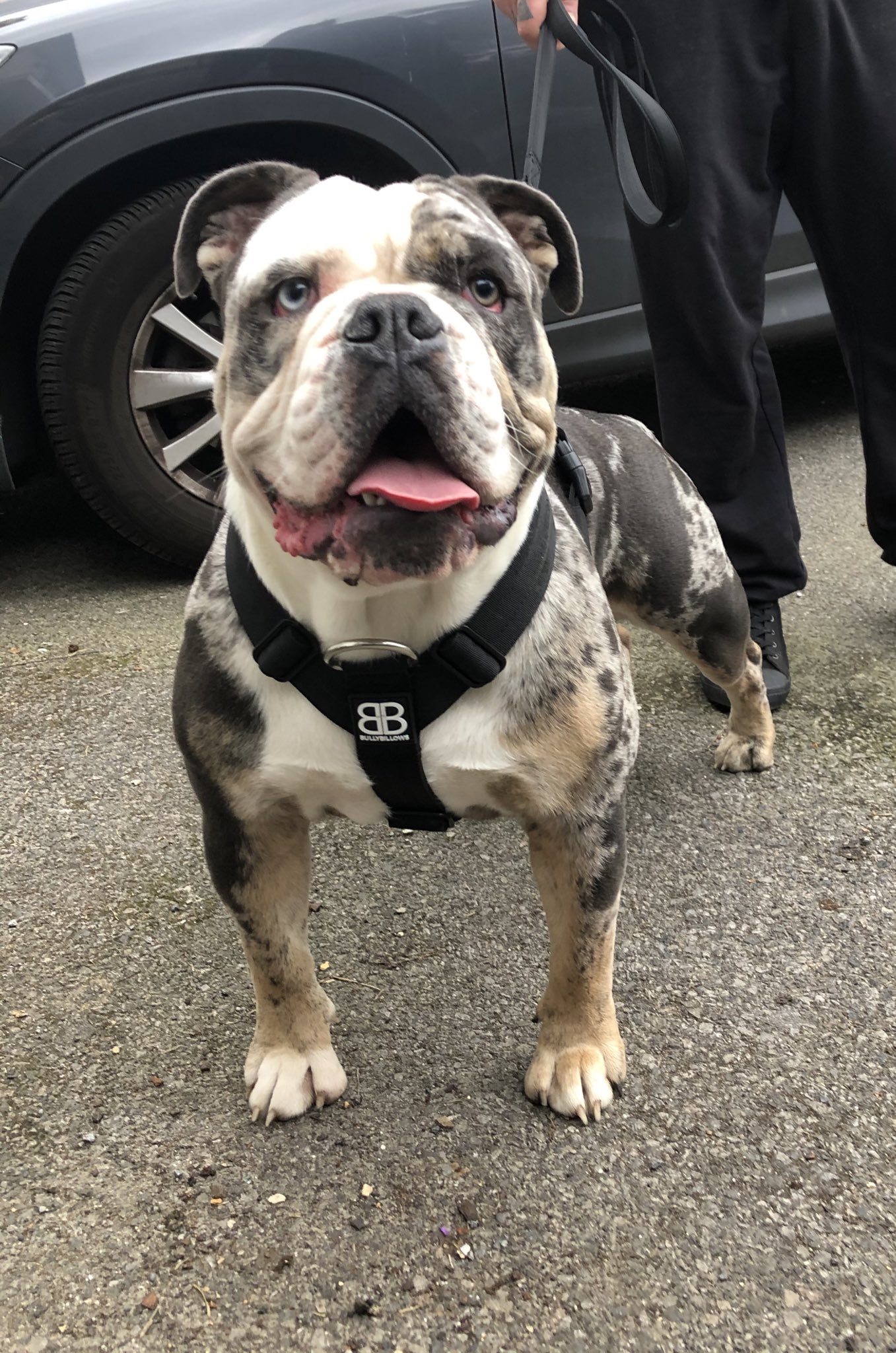 Blue Tri English Bulldog