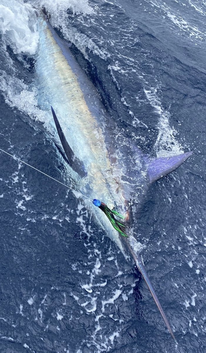 Billfish Report – The Only Daily International Billfishing Report