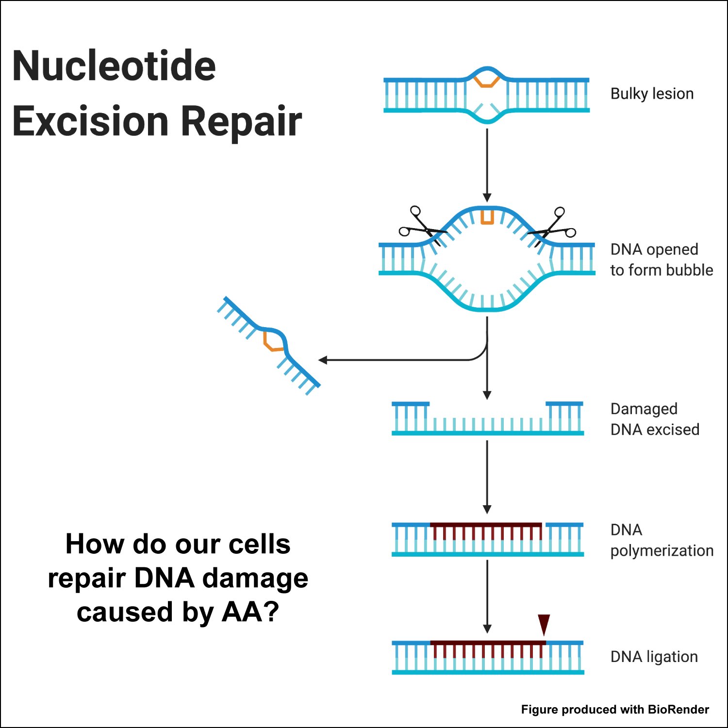 Nucleotide Excision Repair Of Dna Damage