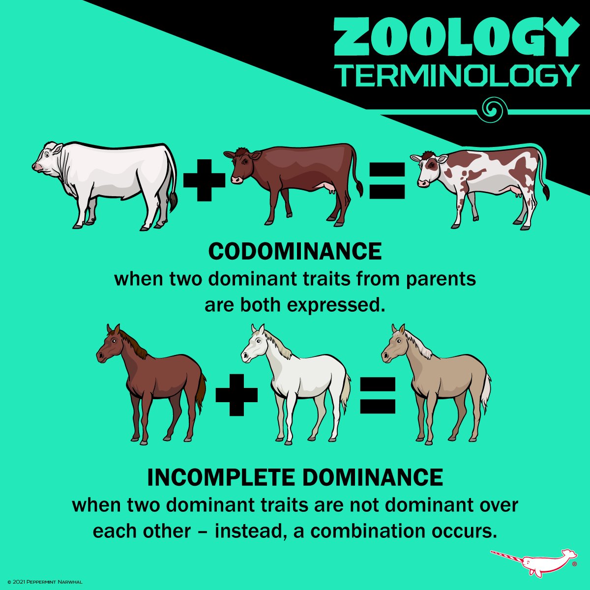 Co dominant traits - deckhooli