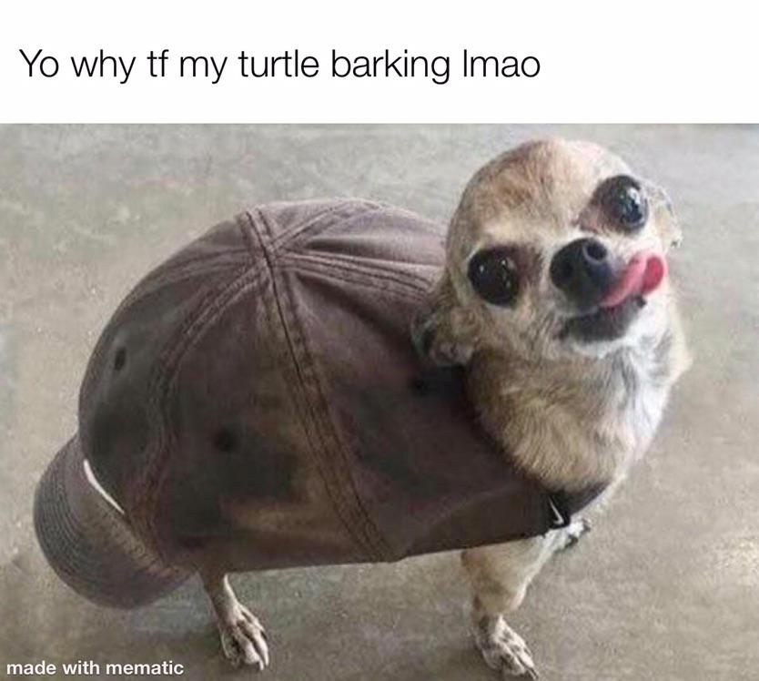 Cute Turtle Meme