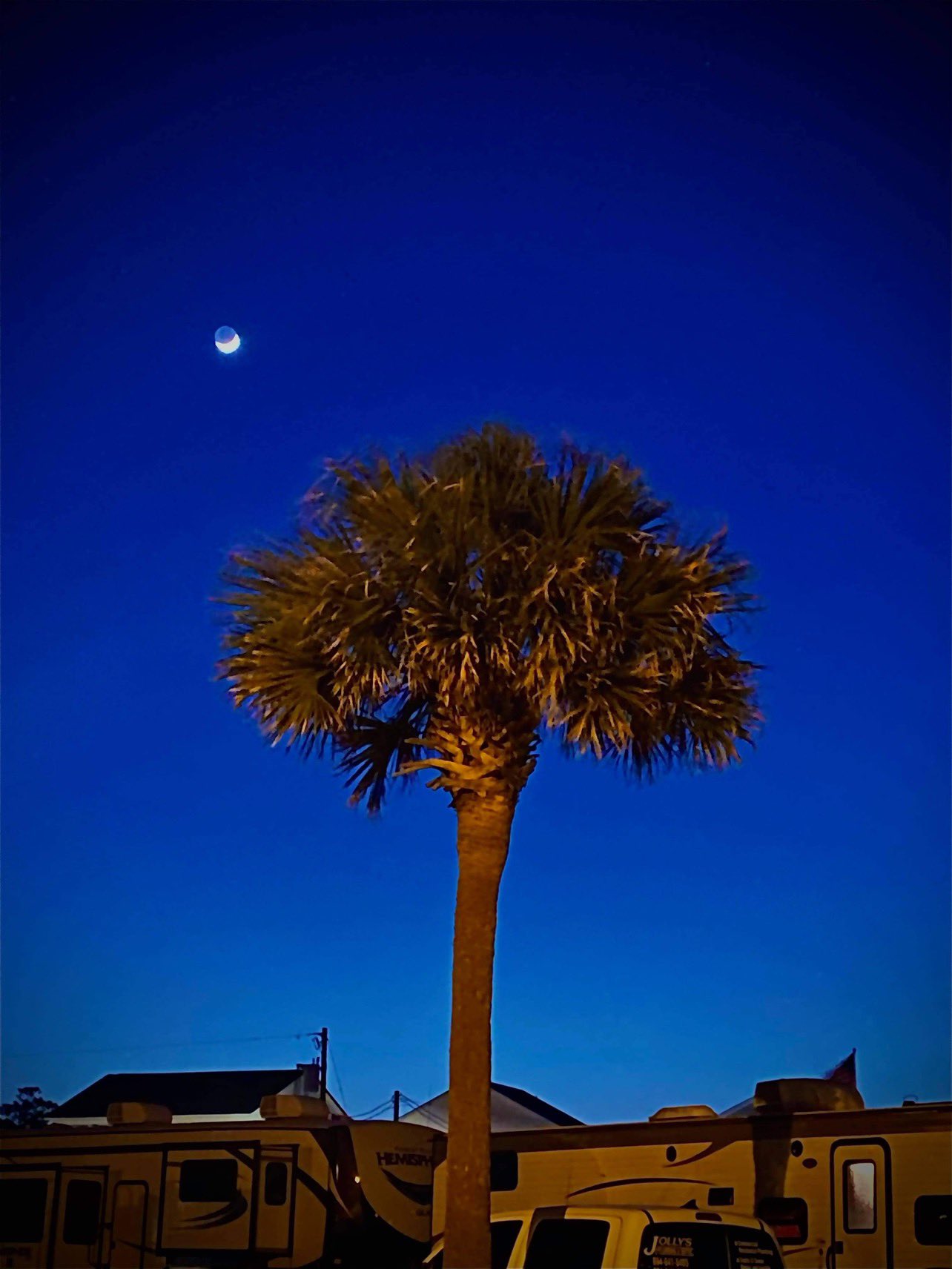 Palmetto Tree And Crescent Moon