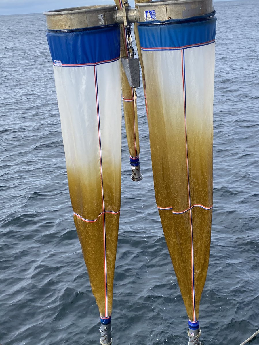 Deana Crouser (@Thalassophile90) | Twitter