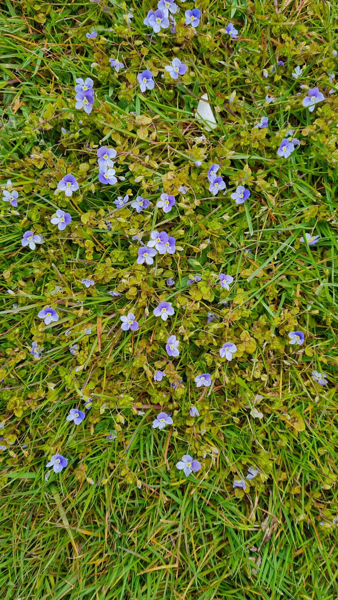Lawnswood School - Lawnswood Links
