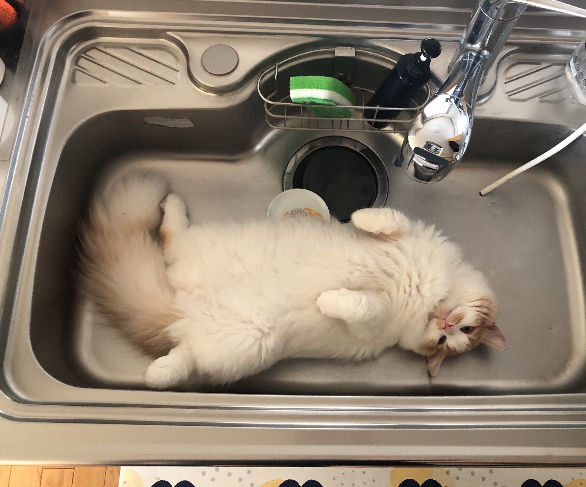 ぶんた国王 on Twitter: "ぶんた「台所は我のものじゃ」…