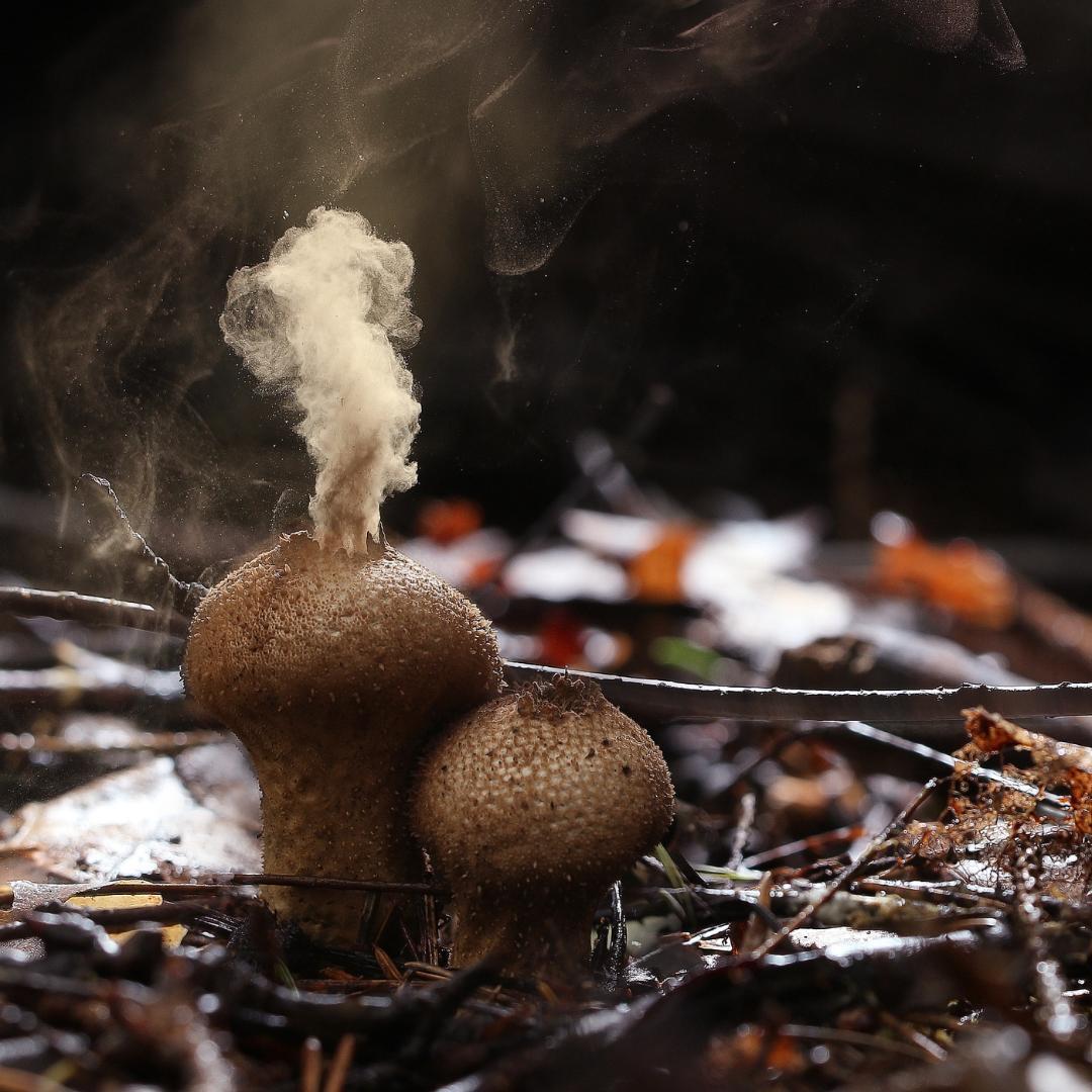 Puffball Mushroom Releasing Spores